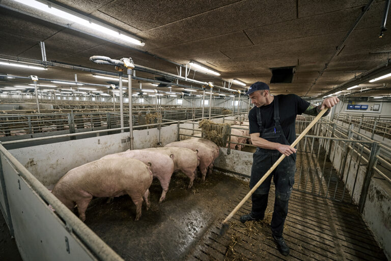 New arrivals – Inspect and assess breeding stock – DanBred Knowledge Hub