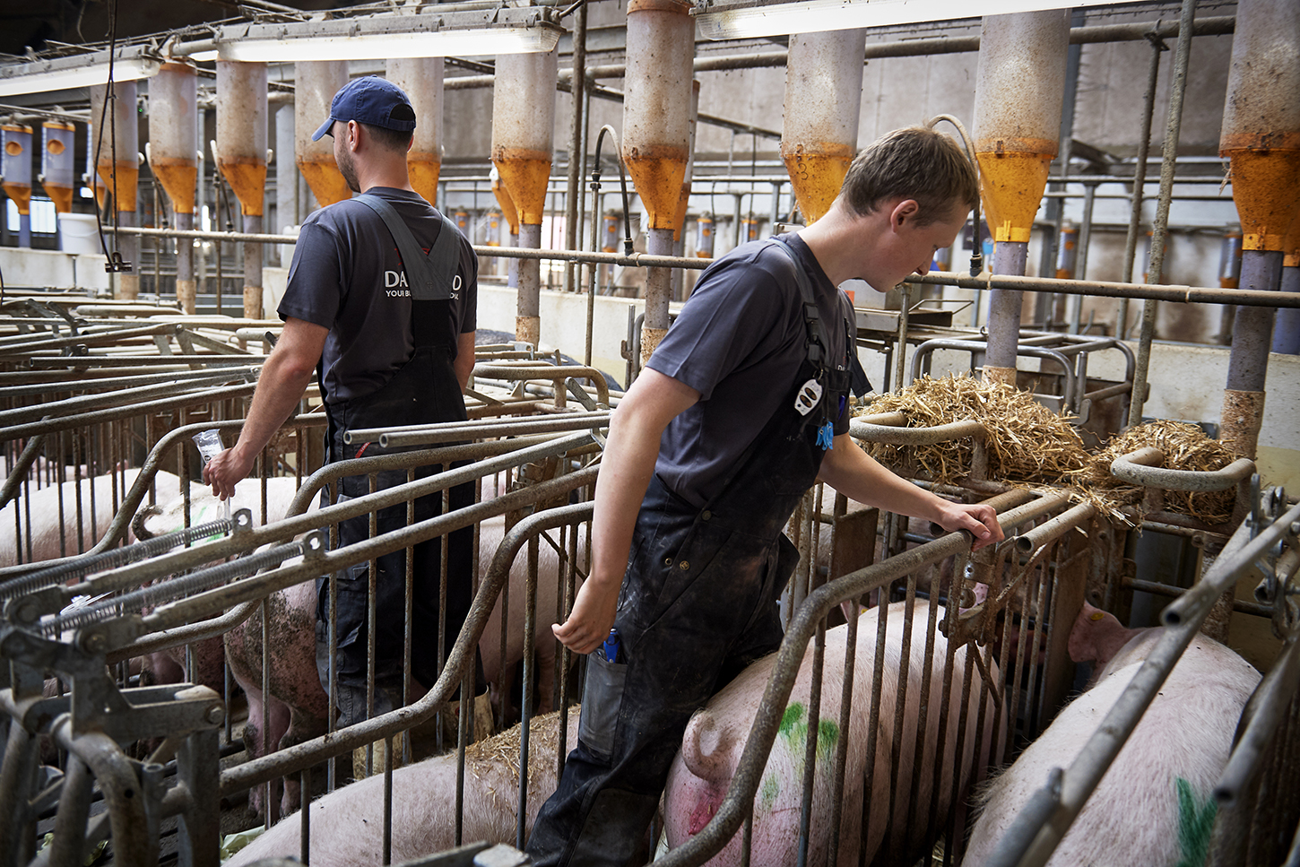 Heat management observations – Increase productivity – DanBred ...