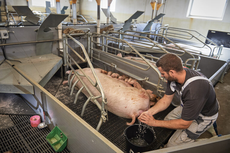 Farrowing – Procedures for success – DanBred Knowledge Hub