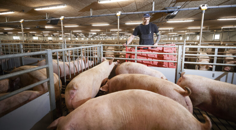 New arrivals – Inspect and assess breeding stock – DanBred Knowledge Hub