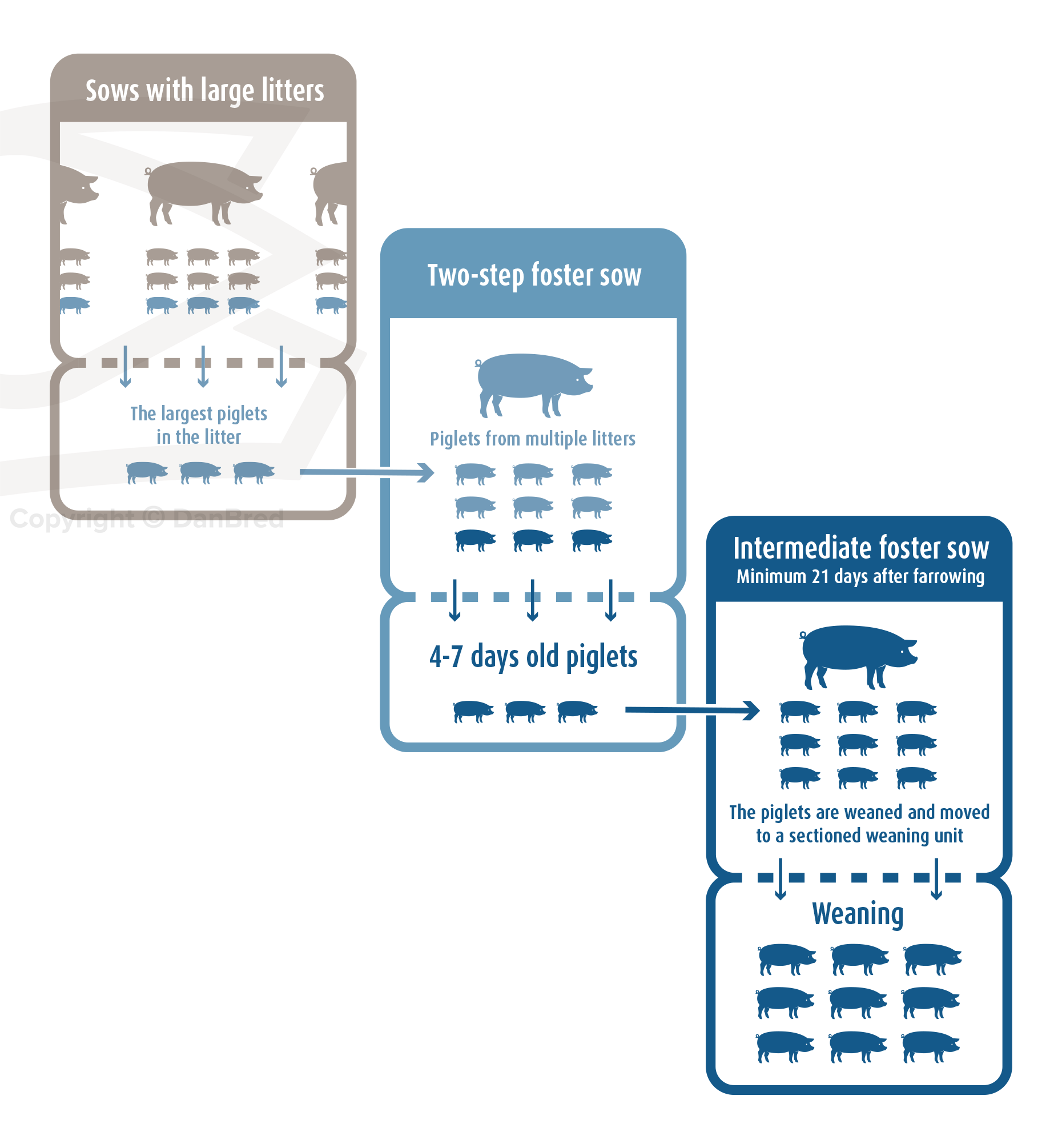 Large litters – Correct handling – DanBred Knowledge Hub