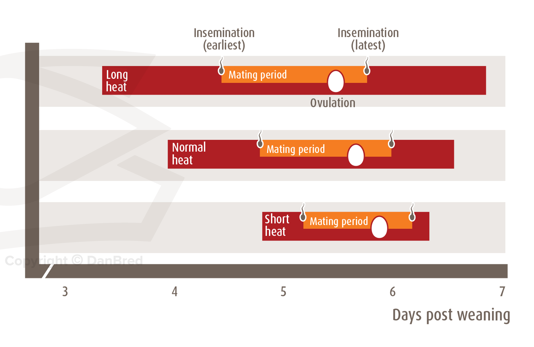Mating – Reach reproductive success – DanBred Knowledge Hub