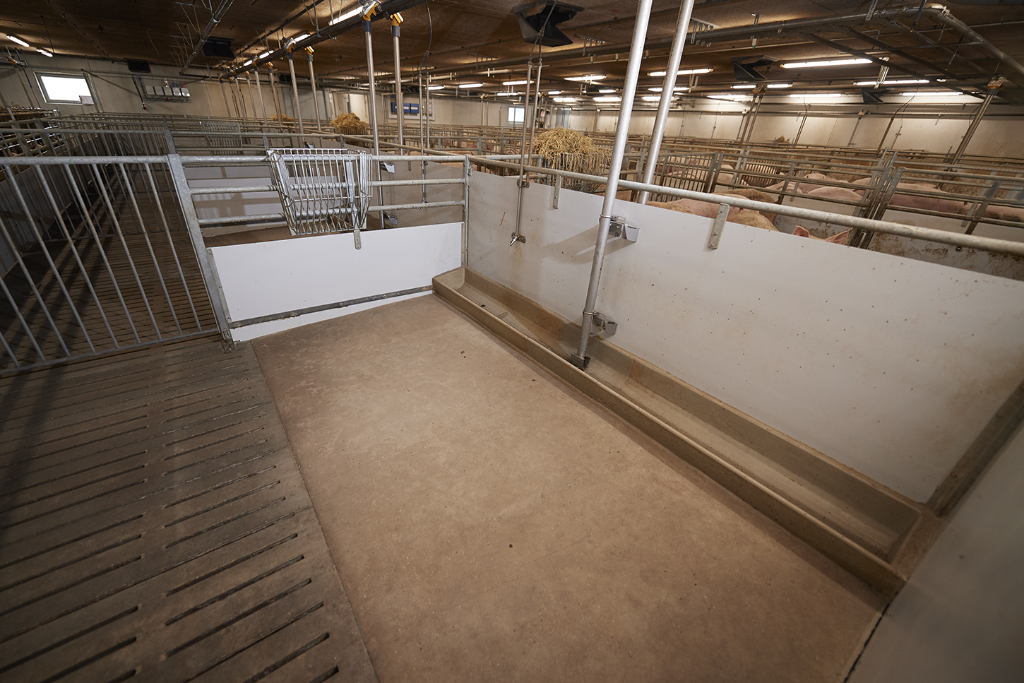 Quarantine for high value breeding stock – DanBred Knowledge Hub