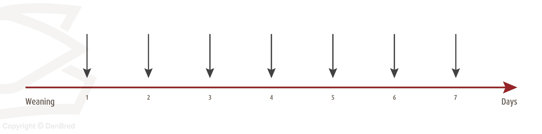 Heat management observations – Increase productivity – DanBred ...