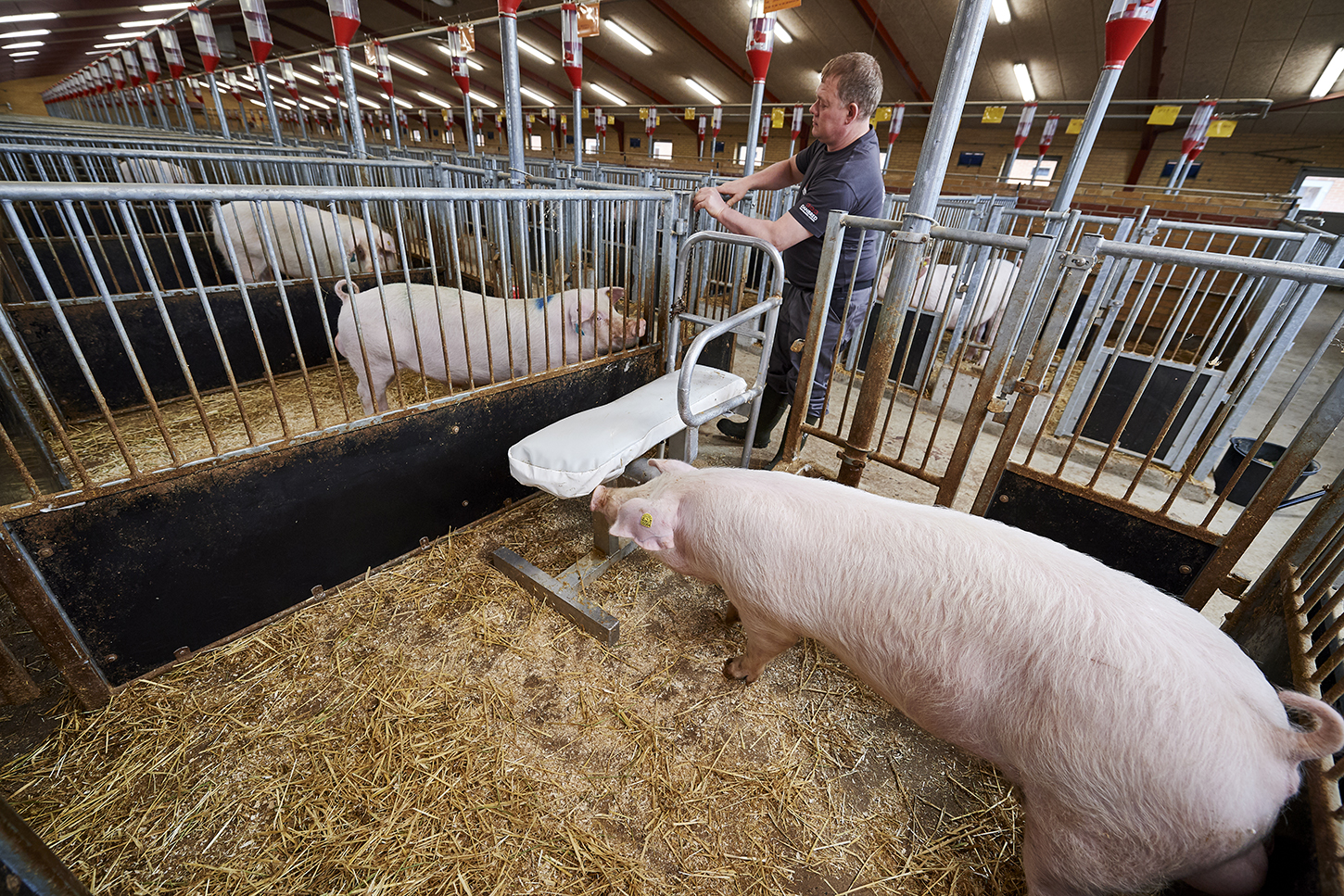 Boar training 1 – efficient management and handling – DanBred Knowledge Hub