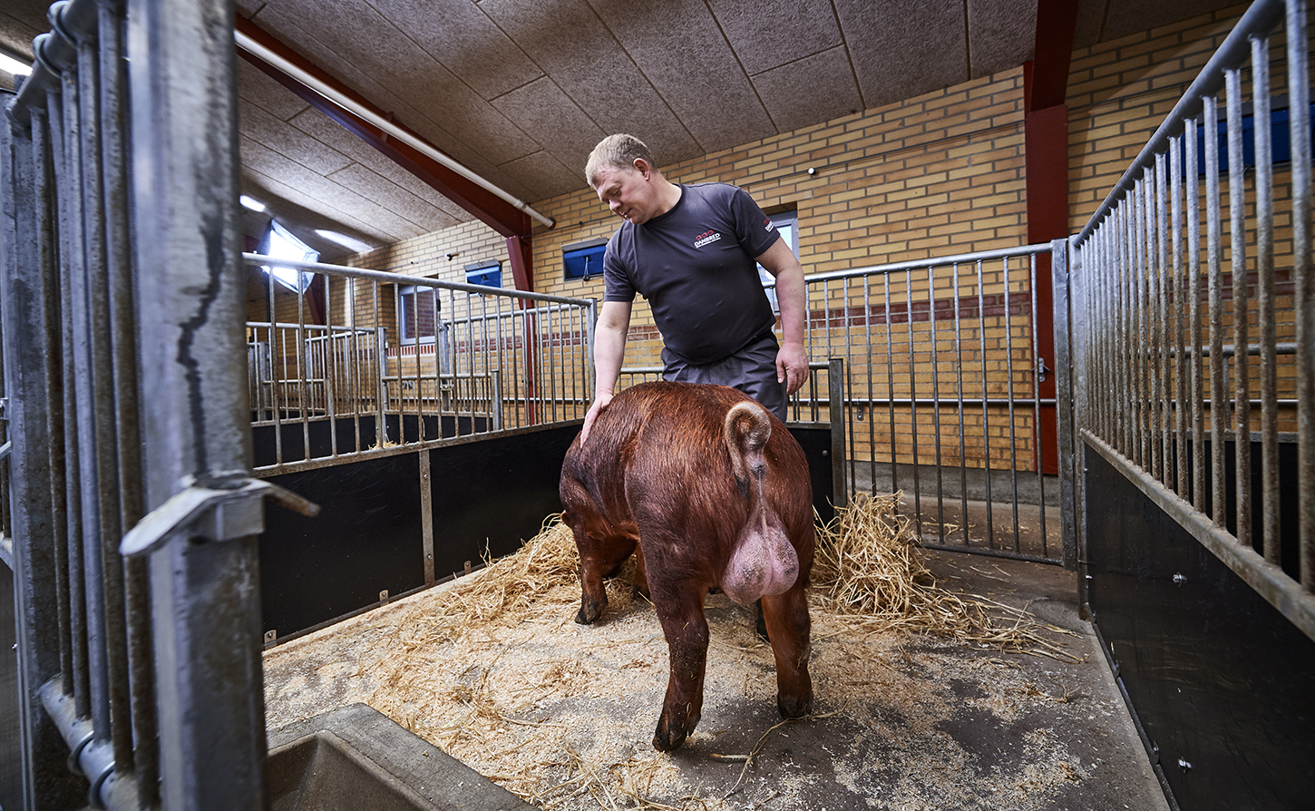 Boar training 1 – efficient management and handling – DanBred Knowledge Hub