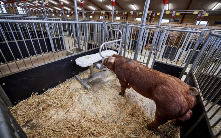 Boar training 1 – efficient management and handling – DanBred Knowledge Hub