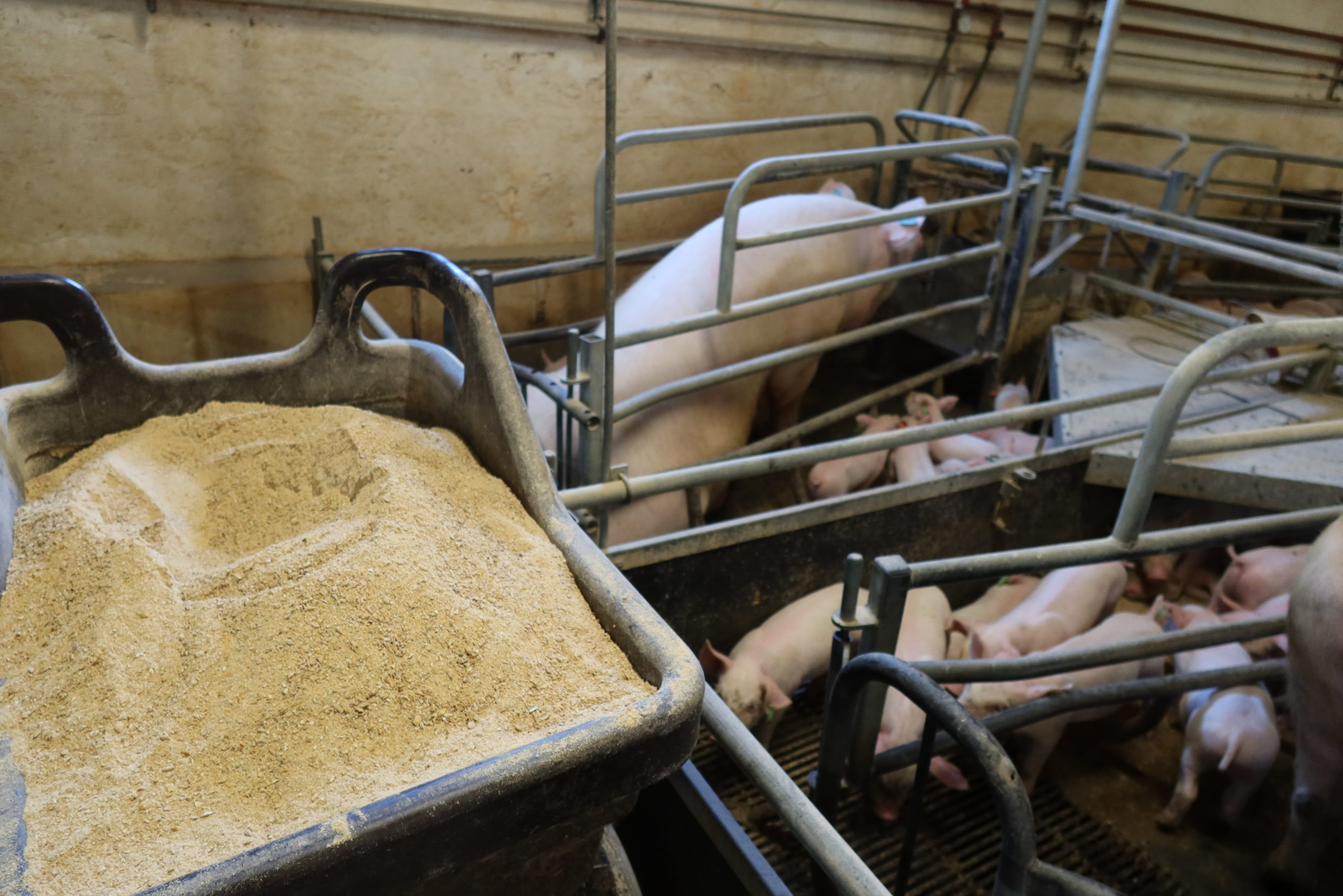 Khinmyanmaar – DanBred Knowledge Hub